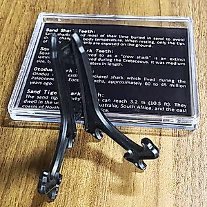 SUNNYHILL Shark Teeth Fossils Specimen Shark Gifts Real Prehistoric Shark Tooth Set for Education and Collection