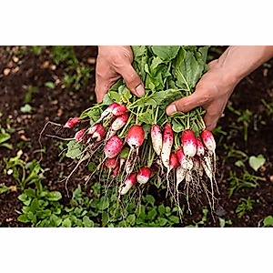 French Breakfast Radish Seeds for Planting, 200+ Heirloom Seeds Per Packet, (Isla's Garden Seeds), Non GMO Seeds, Botanical Name: Raphanus sativus, Great Home Garden Gift