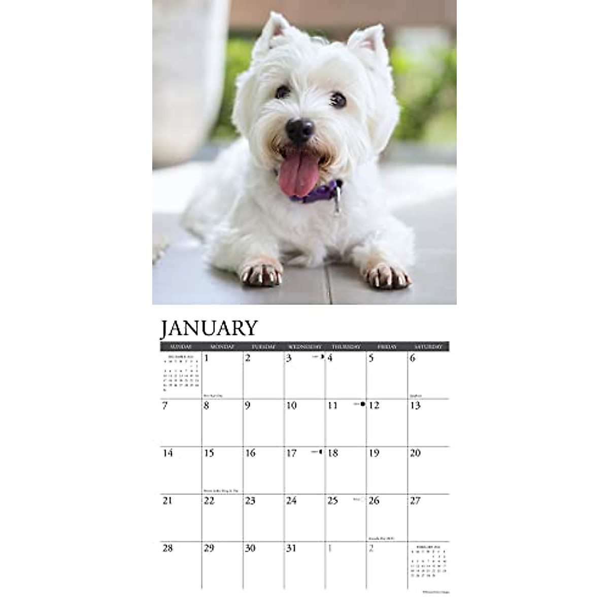 Willow Creek Press Westies Monthly 2024 Wall Calendar (12" x 12")