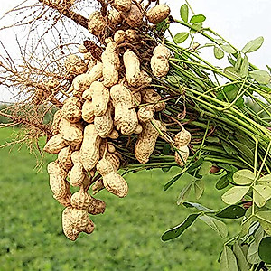 100PCS Seeds Peanut Seeds | Non-GMO | Virginia Jumbo, Fresh Garden Seeds, Gardeners Choice!