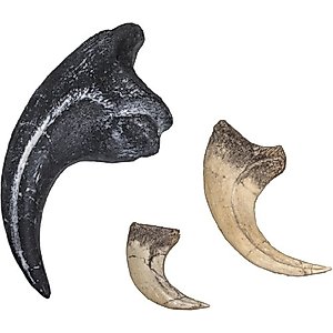 Dinosaur Claw Set : Allosaurus, Velociraptor and Deinonychus (Replica)