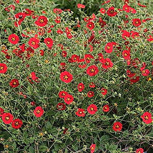 Outsidepride Cinquefoil Red Flowering Garden Flower Seeds - 2000 Seeds