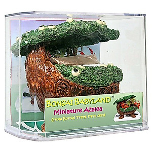 Eve's Bonsai Babyland Miniature Azalea Seed Kit, Complete Kit to Grow Azalea Bonsai Trees from Seed, Unique and Exclusive Bonsai Babyland Planter