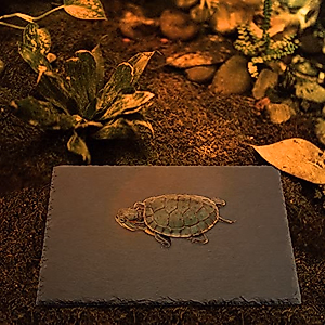Filhome Reptile Basking Platform, Tortoise Habitat Rock Plate Slate Natural Rock Reptile Food Bowl Landscape Habitat Decor for Turtle Lizard Bearded Dragon Crested Gecko Snake(30 * 20cm)