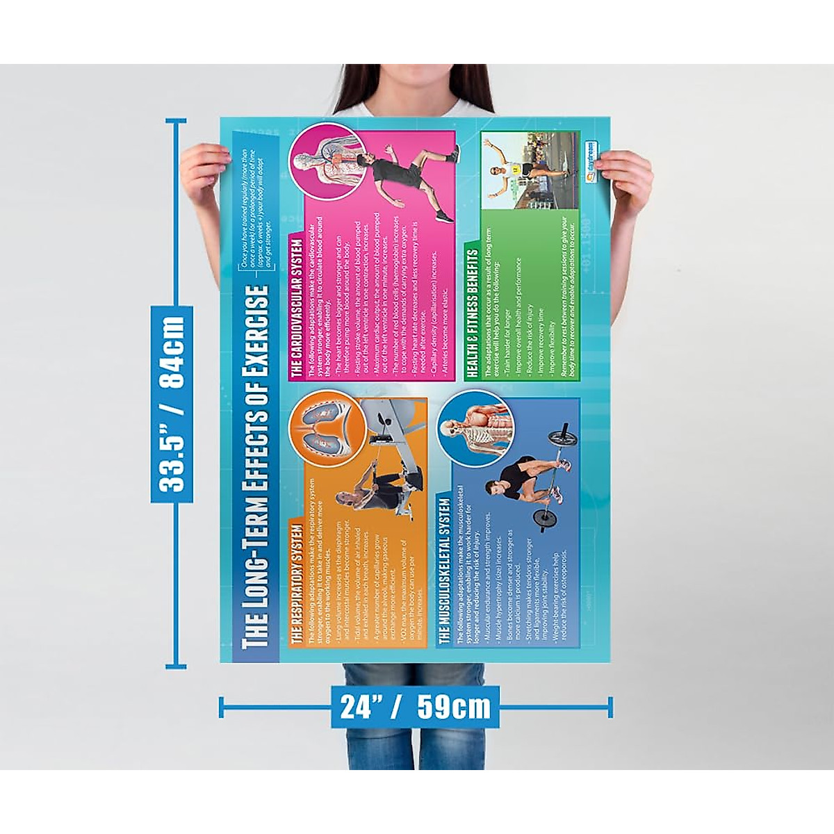 The Long-Term Effects of Exercise Classroom Poster - EXTRA LARGE 33” x 23.5” - Laminated - Physical Education Middle & High School Class Decor - Wall Charts by Daydream Education.