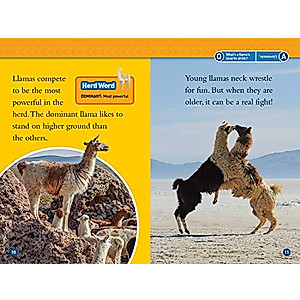 Llamas (National Geographic Kids Readers, Level 1)