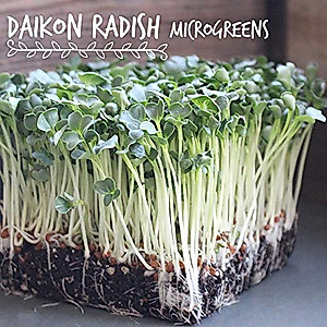 Organic Radish Sprouting Seeds - 1 Pound Non-GMO Daikon Radish Seeds - Plant & Grow Microgreens Indoors