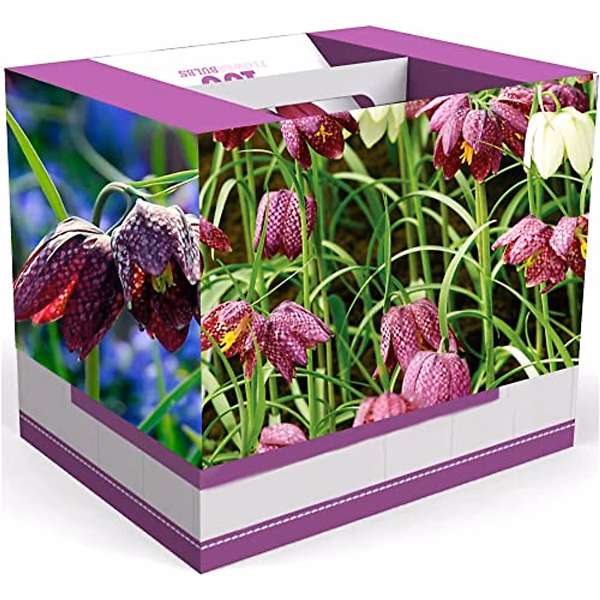 5 Fritillaria Meleagris Checkered Lily Tubers, Ornament Garden, Can Grow in Pot