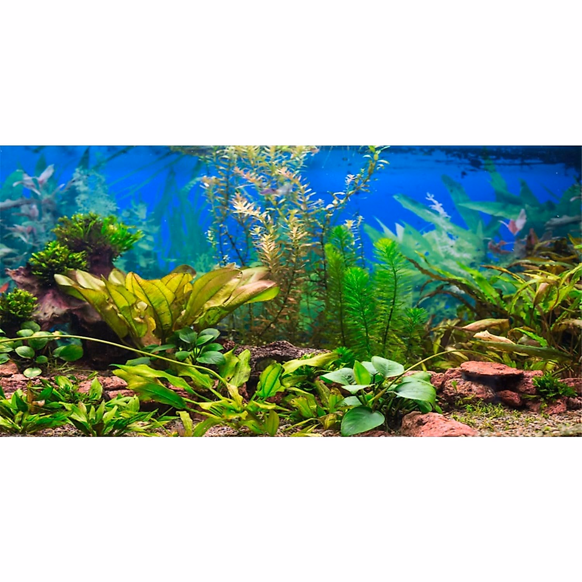 AWERT 60x24 inches Aquarium Background Aquatic Plant River Bed & Lake Fish Tank Background Vinyl