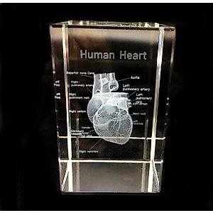 3D Human Heart Anatomical Model Paperweight(Laser Etched) in Crystal Glass Cube Science Gift (No Included LED Base)(3.1x2x2 inch)