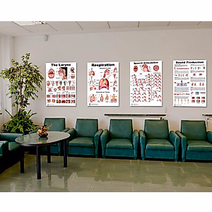 Larynx, Sound Production, Speech Articulation, Articulation LP 24x36 inch, 4 Poster Set