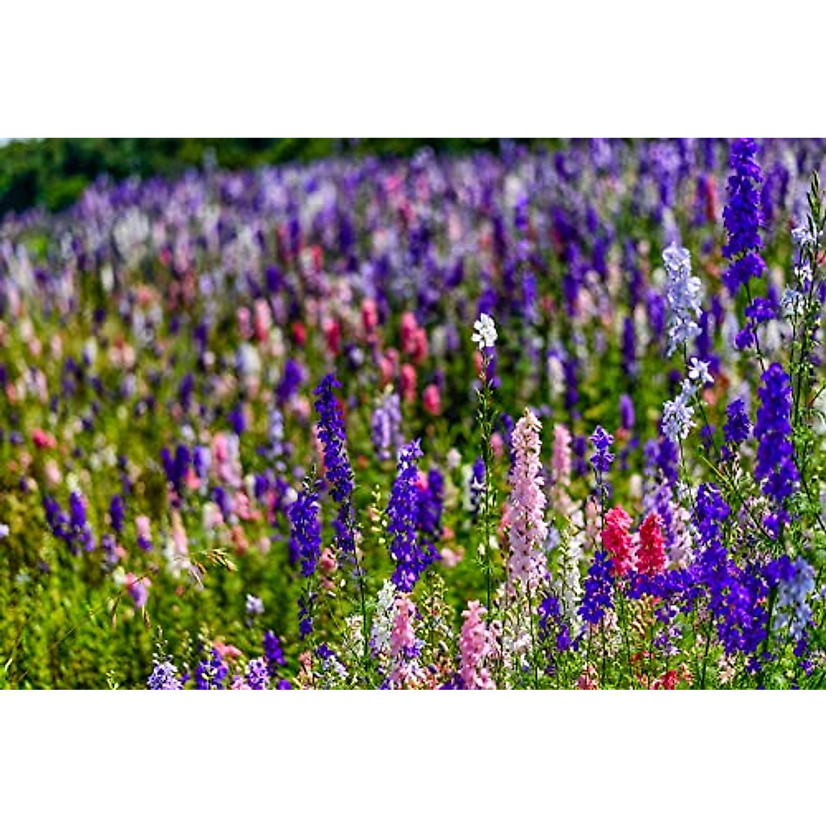 Larkspur Rocket Mix Colors Blend Flower Seeds, 250+ Flower Seeds Per Packet, (Isla's Garden Seeds), Non GMO & Heirloom Seeds, Botanical Name: Delphinium ajacis, Great Home Garden Gift