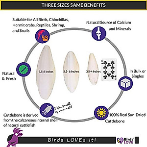 Birds LOVE Natural Cuttlebone – Premium Calcium & Trace Mineral Supplement for Avian Species, Tortoises, and Snails – Pure Cuttlebone for Parakeets, Cockatiels and All Birds | 4-Pack - Size 3.5 to 4"