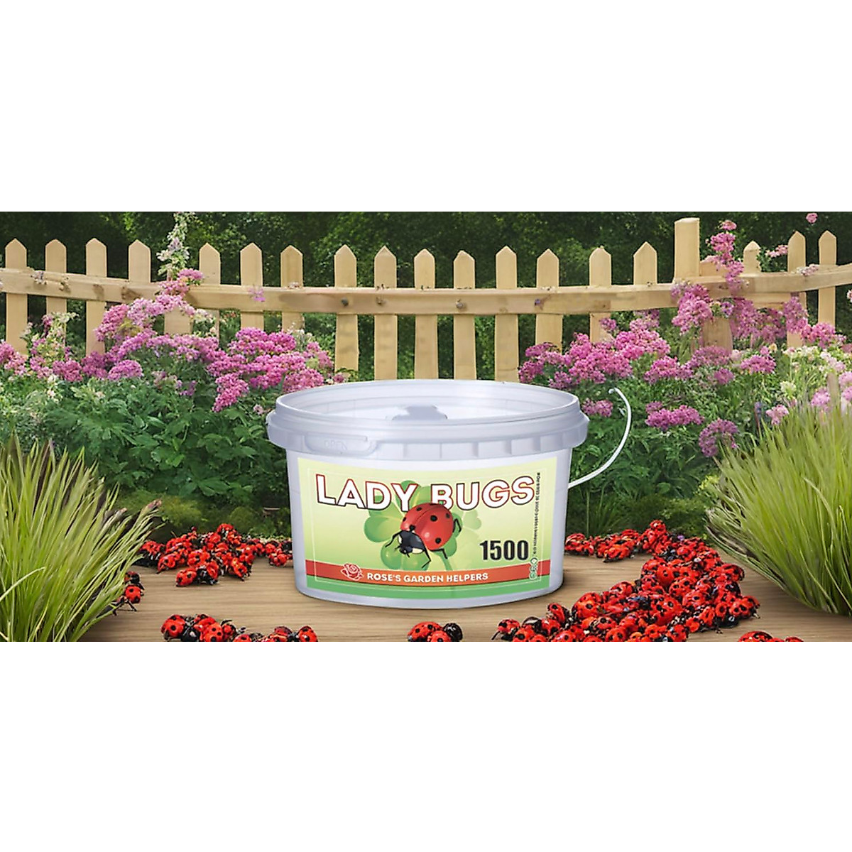 1500 Live Ladybugs - Hippodamia Convergens - Guaranteed Live Deliver - Plastic Container for Moth (1500)