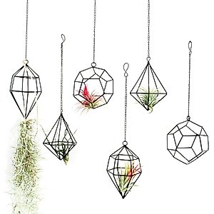 libproqia Small Air Plants Hanging Holders Wire Airplants Planter Hanger Black Geometric Metal Himmeli 6pcs Tillandsia Air Fern Display Holders for Hanging Air Plants