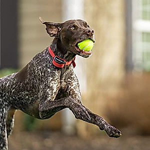 PetSafe 3/4 Replacement Collar Strap with no Holes, for PetSafe Bark, Wireless Fence, In-Ground Fence and Pawz Away Collars - Rust / Red
