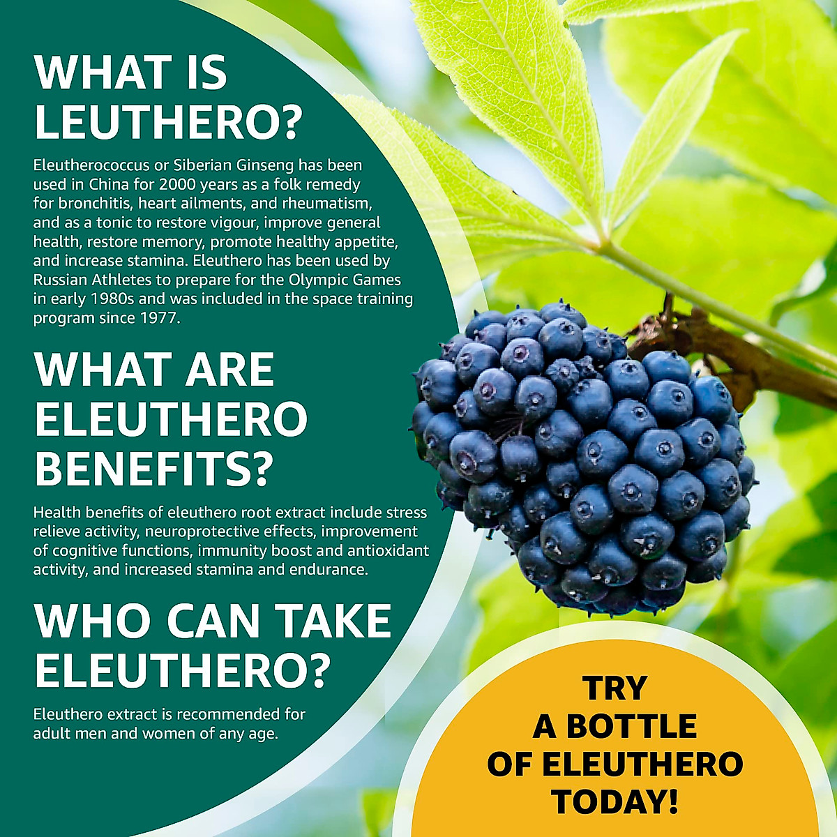 TAIGASEA Wild Eleuthero Root Extract, Herbal Extract Blend with Eleutherococcus for Immunity and Physical Shape, Stamina and Endurance, 100 Vegeterian Capsules