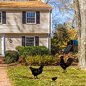 TT & MM Metal Chicken Yard Decor 3 Pcs Rooster Garden Stakes,Chicken Gifts for Women/Men,Hen/Chicks Silhouette Statues for Yard Art,Backyard,Patio,Lawn Ornaments,Outdoor Decor