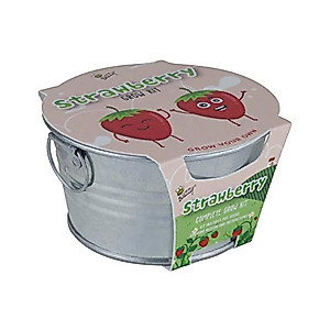 BUZZY Kids Mini Basin Seed Grow Kit | Strawberry | Kids Collection | Best Gardening Gifts, Favors, Weddings, Parties, Events, Modern, Trendy, Unique, and Fun | Growth Guaranteed