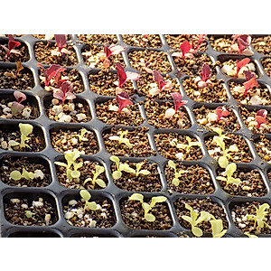 AIFUSI 10 Pack Seed Starter Kit, 72 Cell Seedling Trays Gardening Germination Plastic Tray Nursery Pots Mini Propagator Plant Grow Kit Plug Tray Starting Trays for Seedling Germination