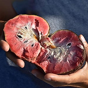 QAUZUY GARDEN 10 Sugar-Apple Seeds, Annona Squamosa Seeds, Custard Apple Seeds, Sweetsops, Grow Your Own Prolific Perennial Tropical Exotic Fruit Tree Plant