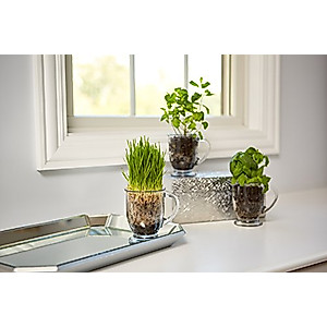 Anchor Hocking 16-oz Café Glass Coffee Mugs, Clear, Set of 6