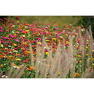 Dahlia Flowered Zinnia Mix Flower Seeds for Planting, 500+ Heirloom Flower Seeds Per Packet, (Isla's Garden Seeds), Non GMO Seeds, Scientific Name: Zinnia elegans, Great Home Garden Gift