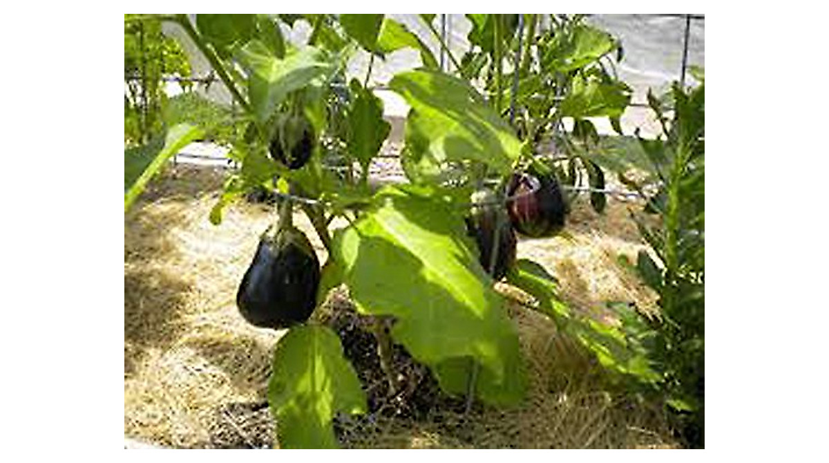 Black Beauty Eggplant Seeds - Heirloom, Non-GMO, High-Yielding