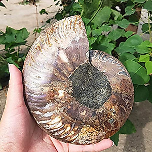 RALDMOV Natural Beautiful Ammonite Fossil Conch Specimen Collectibles Home Decor Gifts Ornament (5-6.5in)