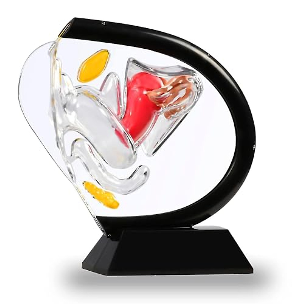 HamRoRung Transparent Uterus Model, Human Vagina Anatomical Model Female Reproductive Organ Model, Uterus Gifts Medical Teaching Models Gynecology Doctor Patient Communication Simulation