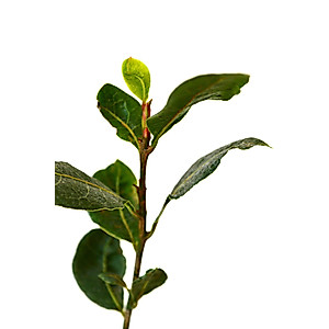 9GreenBox Sweet Bay Laurel Herb - Laurus nobil