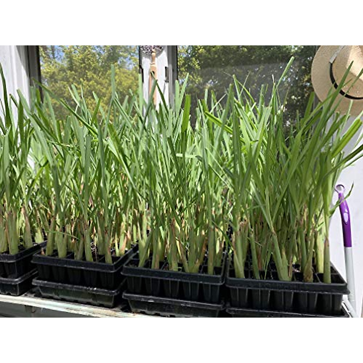 Lemongrass Rootstalk (Cymbopogon Citratus) 2 Live Plants