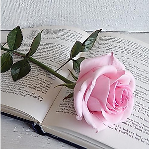 CHUXAY GARDEN Pink Rose Seed 5 Seeds Lovely Pink Flowering Plant Fragrant Cut Flowers Ornamental Houseplant Courtyard Flower