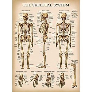 Palace Learning Vintage Muscular & Skeletal System Anatomical Chart Set - Human Skeleton & Muscle Anatomy Posters (LAMINATED, 18" x 24")