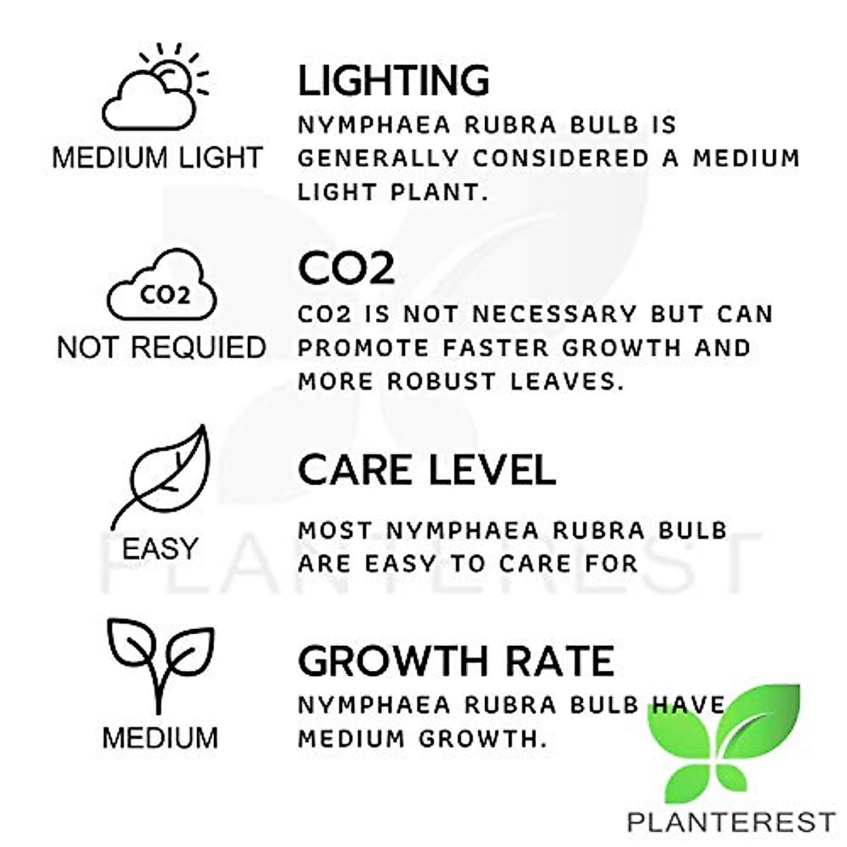 Planterest - Dwarf Water Lily Loose Nymphaea Rubra Bulb Live Aquarium Plant Decorations BUY2GET1FREE