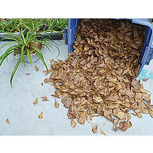 1 Gallon Dry Organic Oak Leaf Litter Terrarium Dart Frog Vivarium by legendary-yes