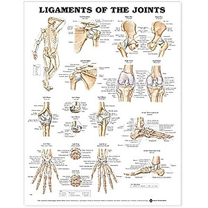 Ligaments of the Joints Anatomical Chart