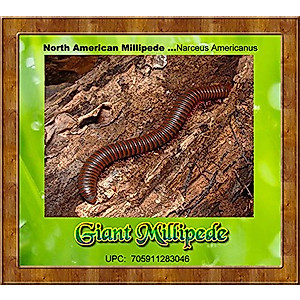 Insectsales.com Live Giant Millipede (Narceus Americanus) Educational & Fun