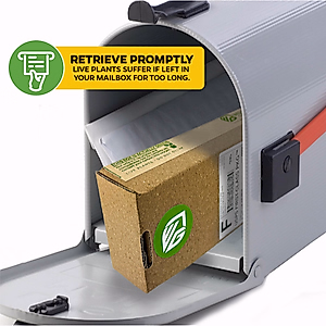 Ice Cream Banana Tree Live Plant (Blue Java) - Musa acuminata × balbisiana - Wellspring Gardens Starter Plant - Easy to Grow Plants for Nature Lovers & Gardeners- Outdoor Planting in Outdoor & Patio