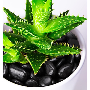 NUPICK 10 Pound River Rocks, 1-2 Inches Polished Pebbles for Plants, Fish Tank, Clear Vase and More, Natural Black Stones