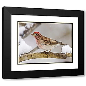 ArtDirect CO, Frisco Cassins Finch Perched on Branch 18x13 Black Modern Wood Framed with Double Matting Museum Art Print by Lord, Fred