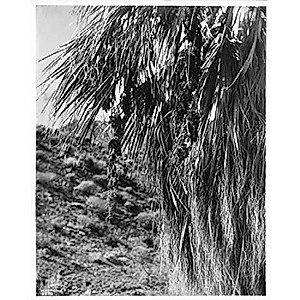 Posterazzi Fan Palm Fruit c 1910 Poster Print by Anonymous, (22 x 28)
