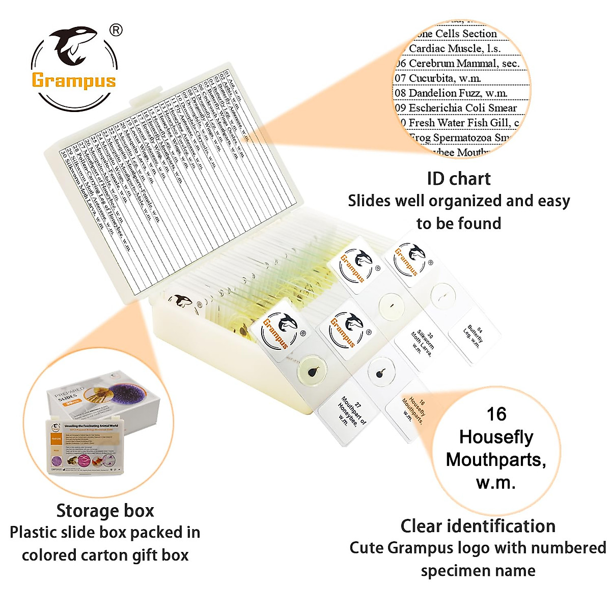 30 Prepared Microscope Slides with Specimens for Kids Students - Insects, for Biological Science Lab, Children's Science Education, Homeschooling Use