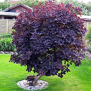 Royal Purple Smoke Tree - 1 Gallon, 3'-4'ft Tall - Established Potted Plant - Continus Coggygria - Fast Growing Tree, Fall Color, Spring Blooms