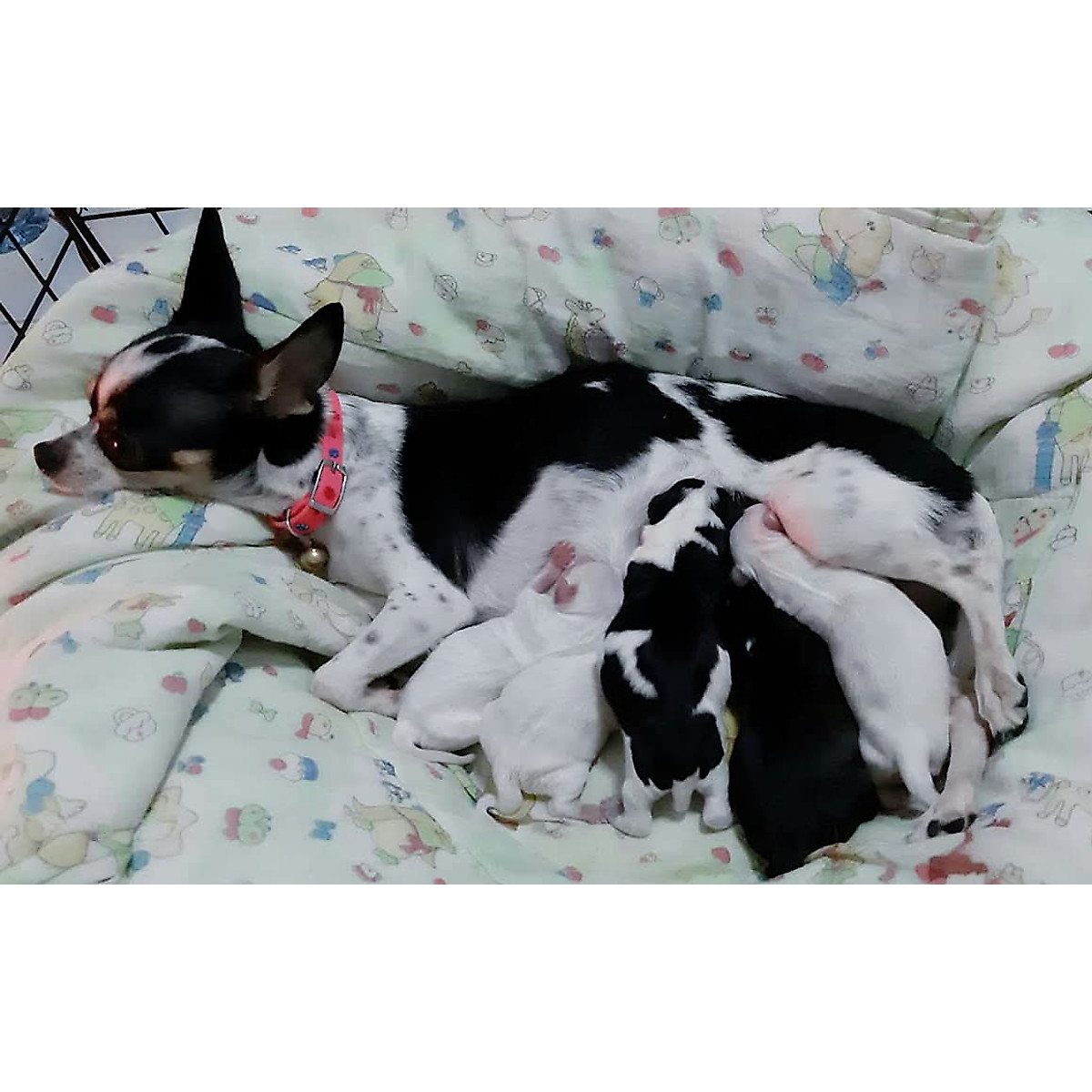 PROFERRIC 100 CC. Tonic Liquid Best Pet Booster Blood Support for Dogs Puppies Iron & Multi Vitamins Supplement Fast Increasing Animal Immunity Energy & Power, Folic B6 B12 Promotes Red Blood Cell