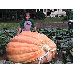 Ron Wallace's Whoppers Giant Pumpkin Seeds (5 Seeds per Package)