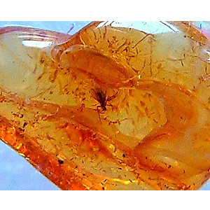 Genuine Baltic Amber Stone with Fossils Insects Inclusions in Magnifying Box 4 pcs