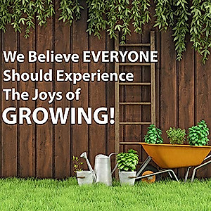 Mirai 301 Corn Seeds for Planting - Treated - ~50 Seed Packet - Corn Seed by Kitazawa Seed Company - Non-GMO Sweet Corn for The Garden, Farm, and Field