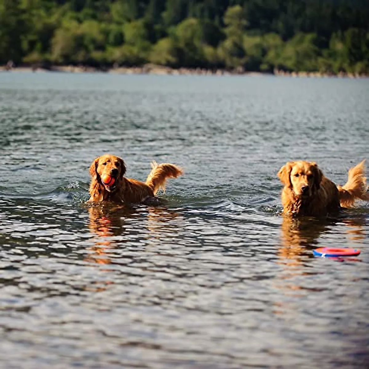 ChuckIt! Paraflight Flyer Dog Frisbee Toy Floats On Water; Gentle On Dog's Teeth And Gums; Large