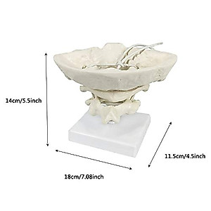 FHUILI Educational Model Occiput Model - Human Cervical Spine Model Occipital Bone Model PVC Material Atlas and Axis with Occipital Bone Model for Medical Teaching Training Aid,A